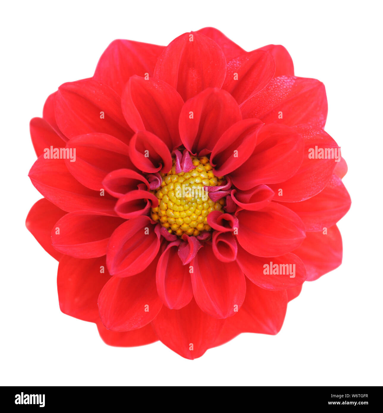 red zinnia (aster family) isolated on white background Stock Photo - Alamy