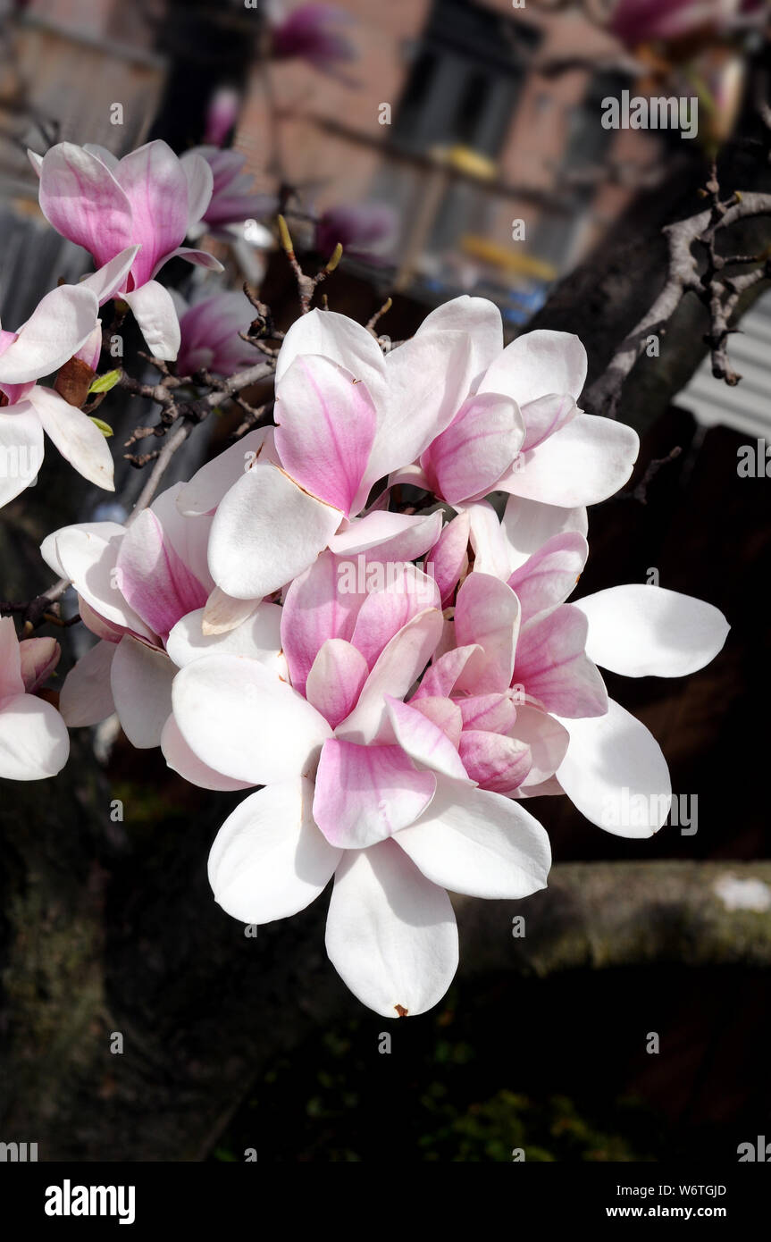 Pink blossom tree blowing in hi-res stock photography and images - Alamy