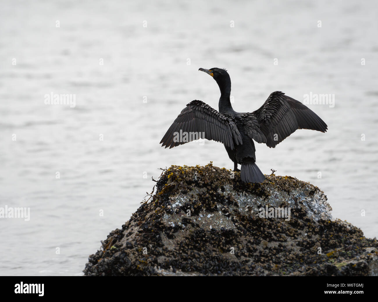 Cormorant drying its wings Stock Photo - Alamy