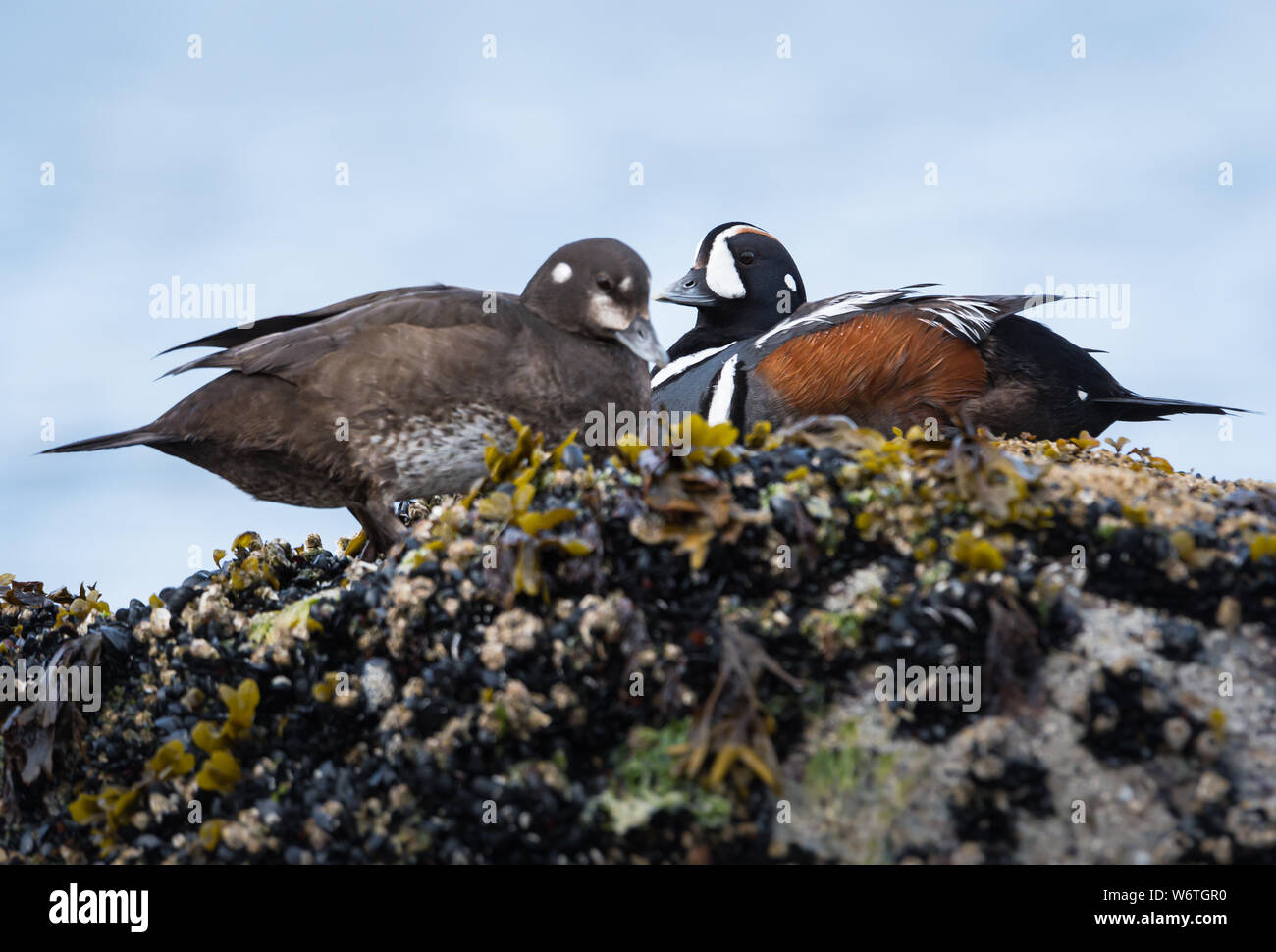 Harlequin duck mating pair Stock Photo - Alamy