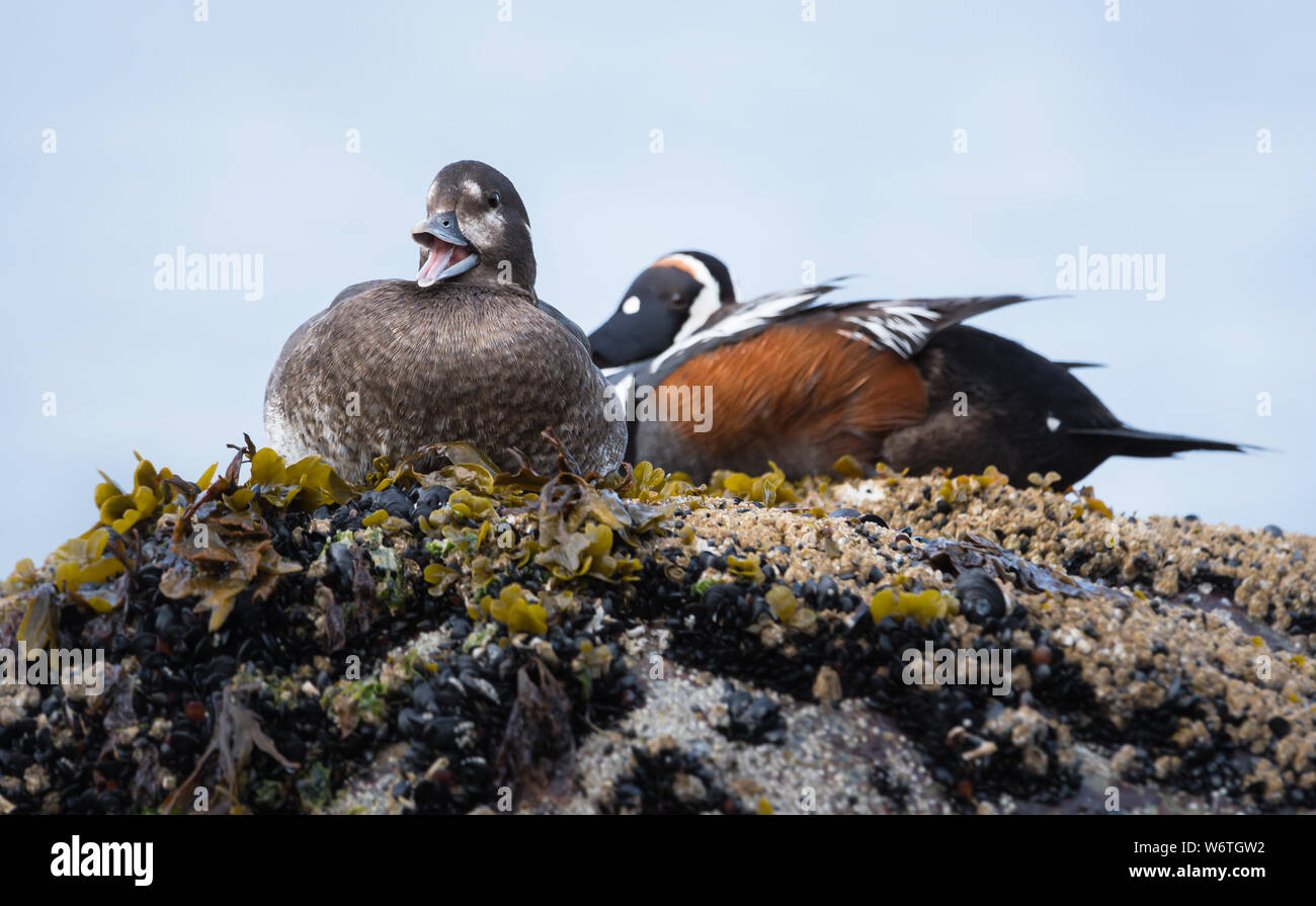 Harlequin duck mating pair Stock Photo - Alamy
