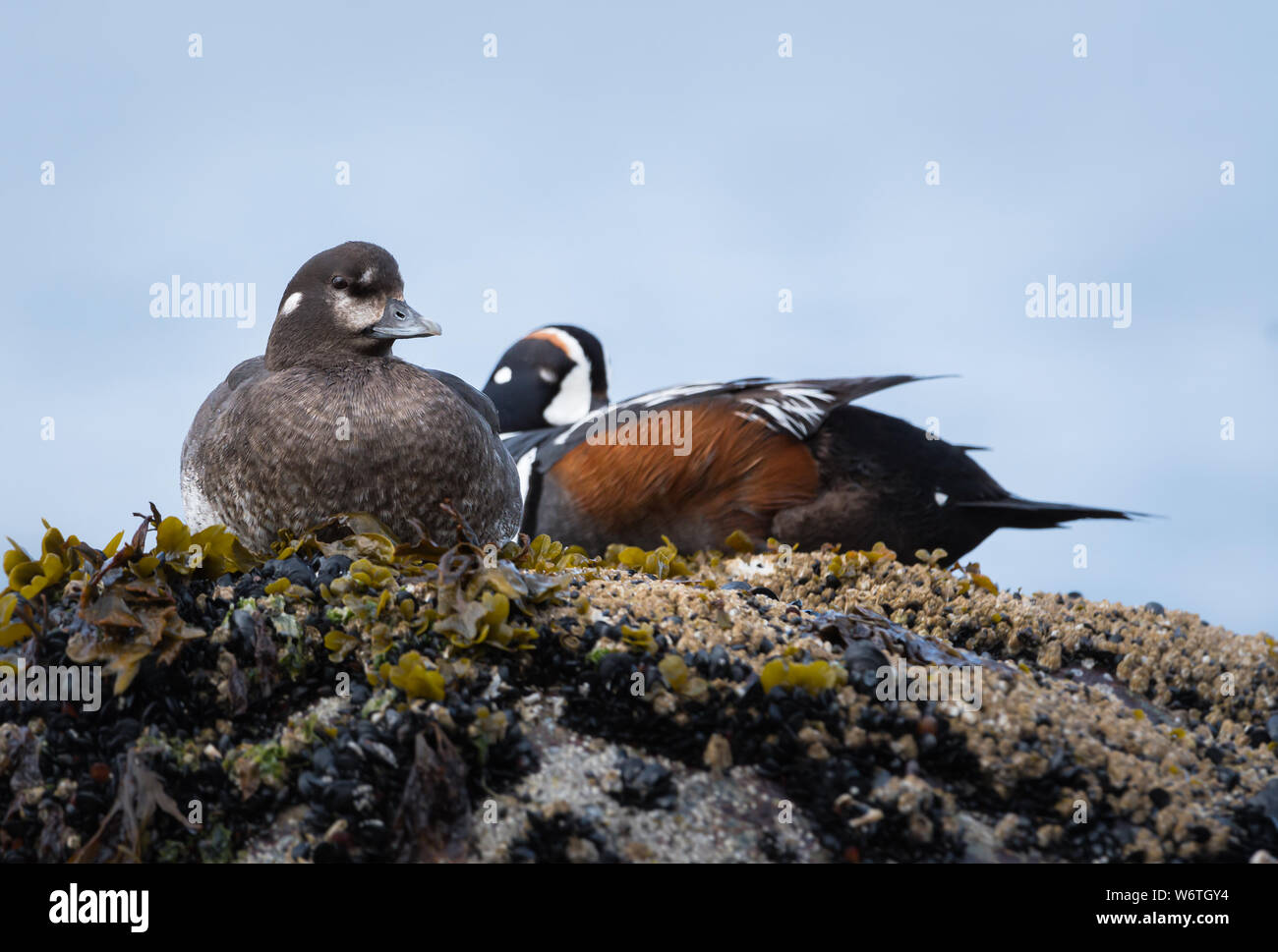 Harlequin duck mating pair Stock Photo - Alamy