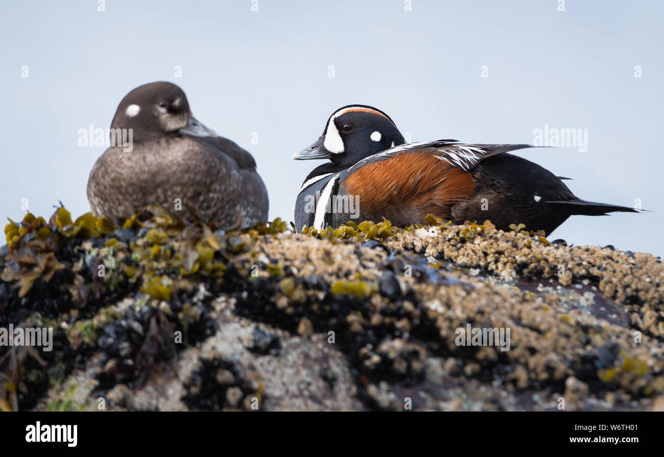 Harlequin duck mating pair Stock Photo - Alamy