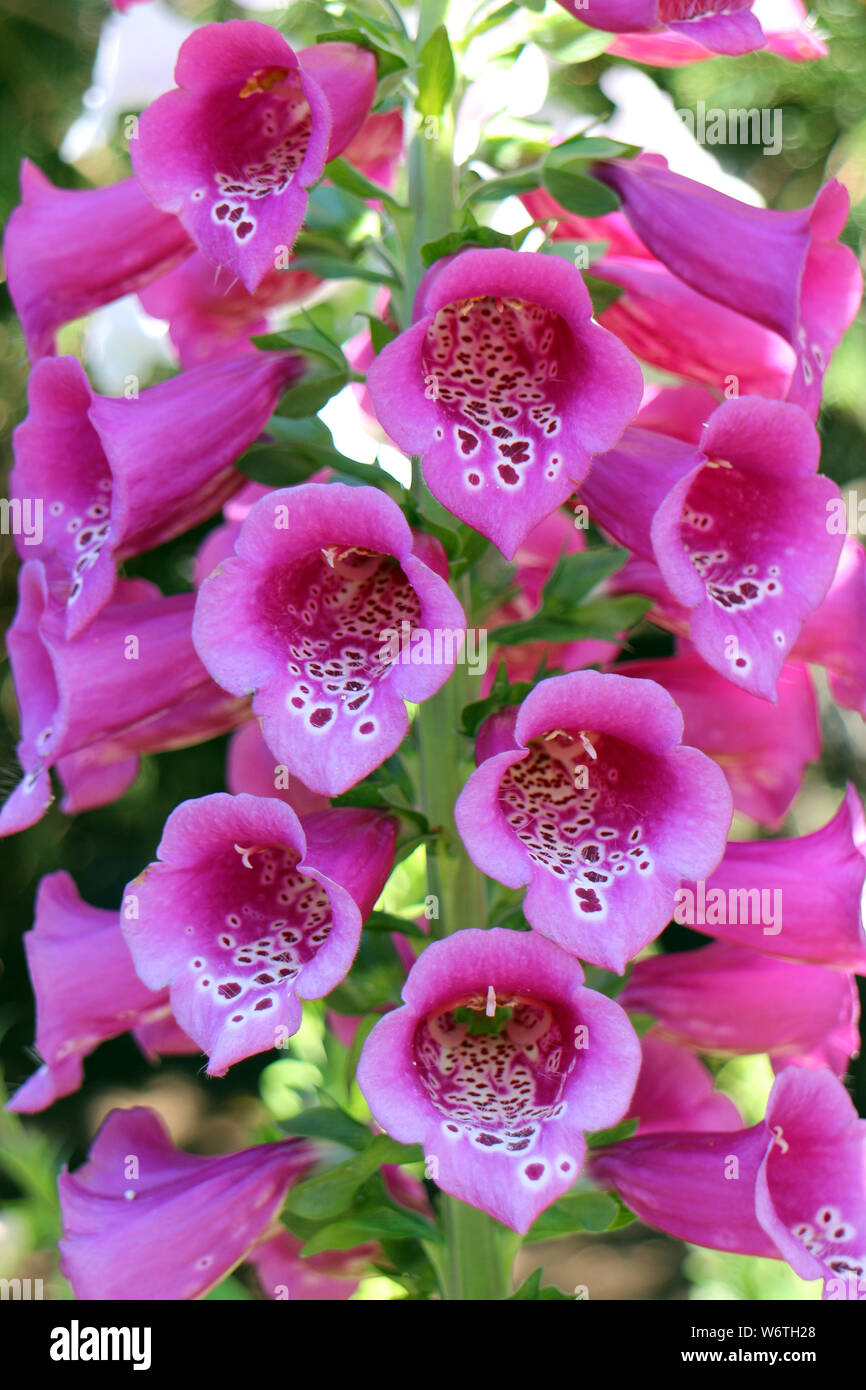 foxglove lupine flower in garden on daytime (Camelot Rose Stock Photo ...