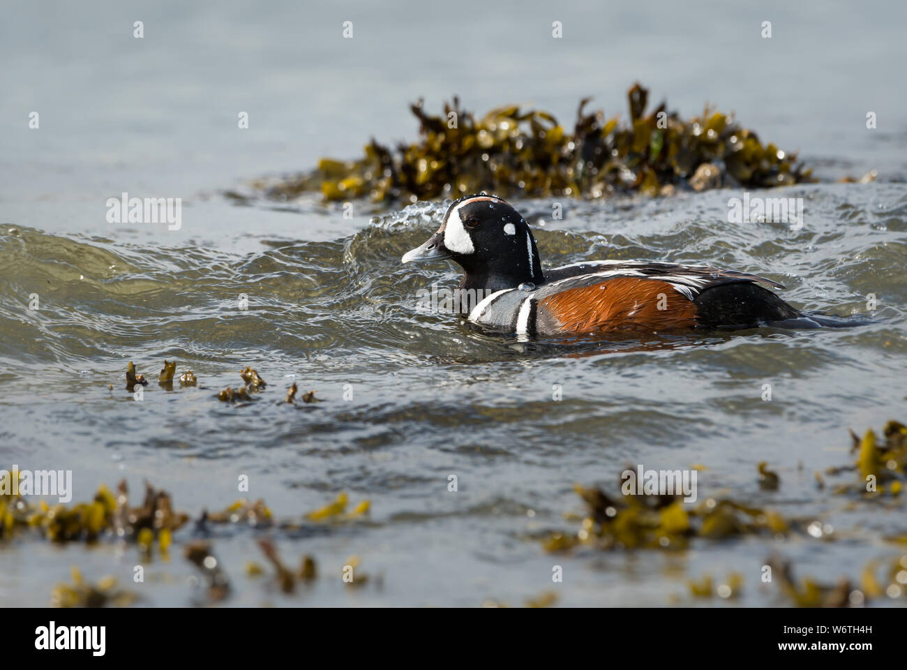 Harlequin duck mating pair Stock Photo - Alamy