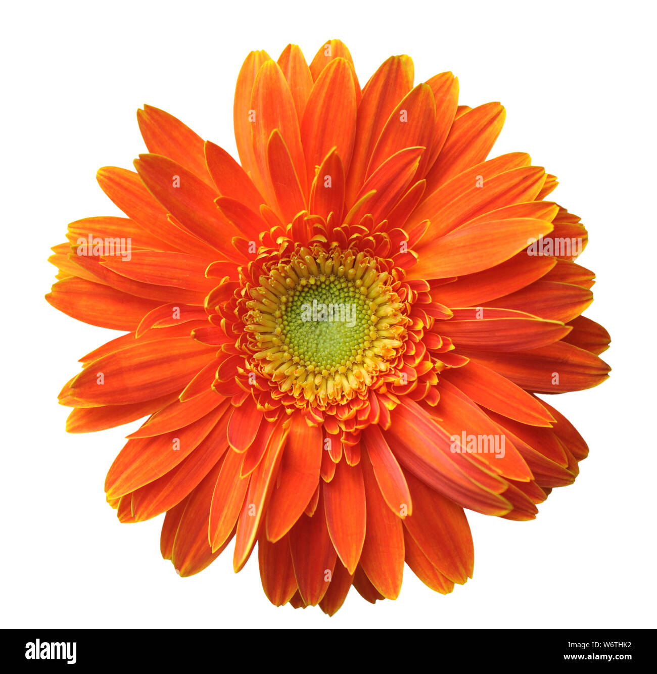 orange gerbera isolated on white background Stock Photo - Alamy