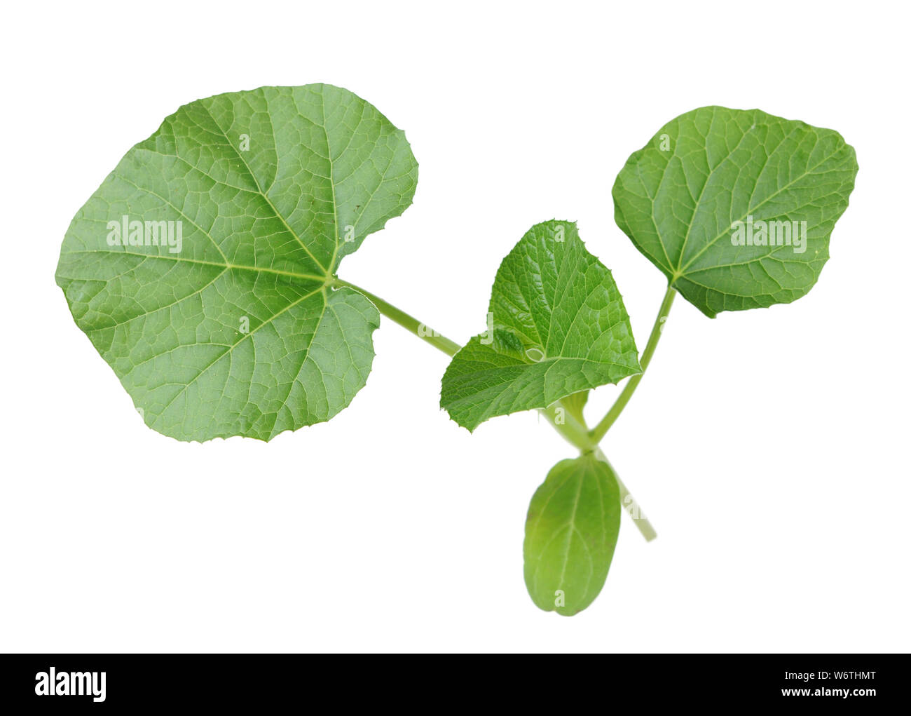 opo squash leaves isolated on white background (Cucurbitaceae family ...