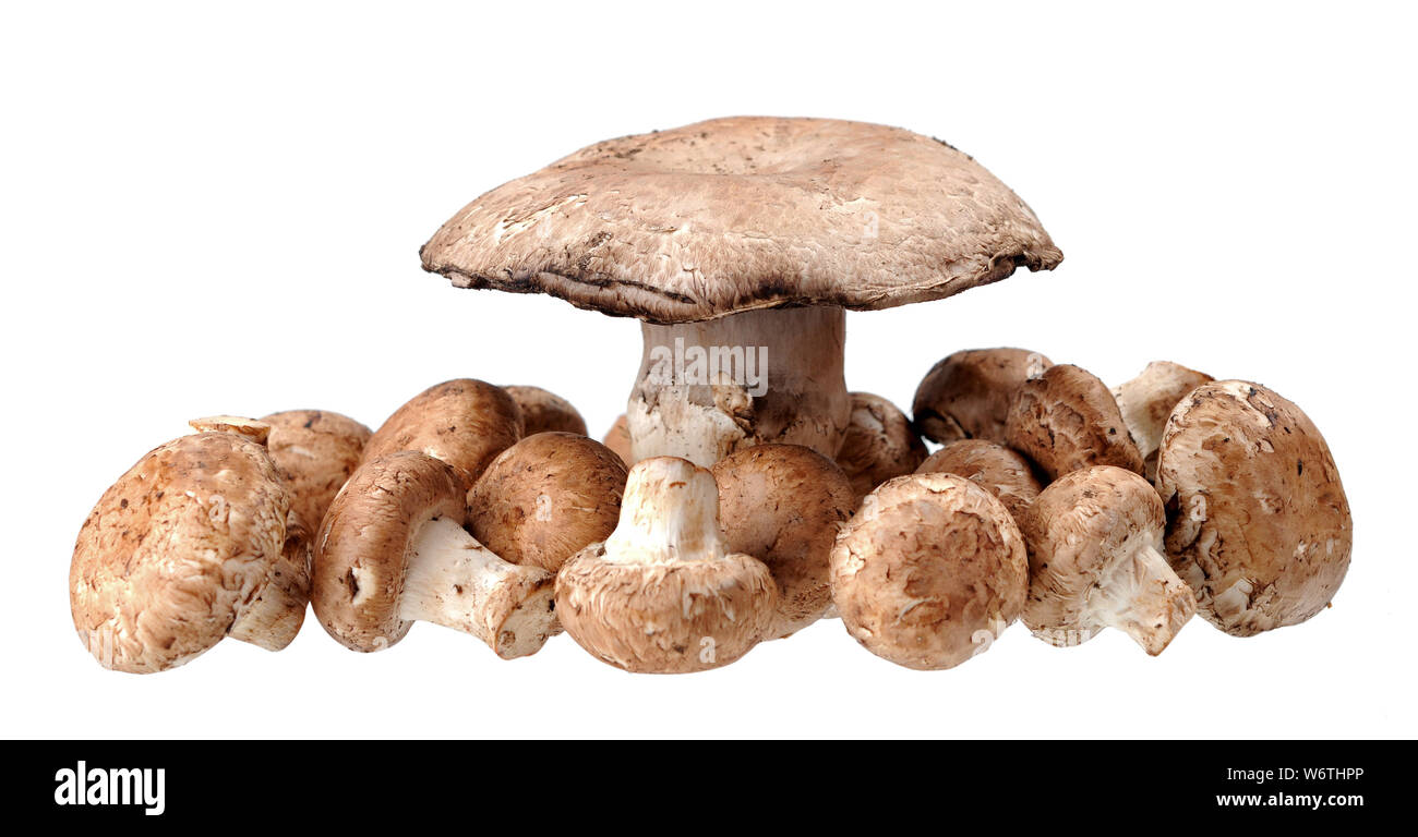huge and mini portabella mushroom isolated on white Stock Photo - Alamy