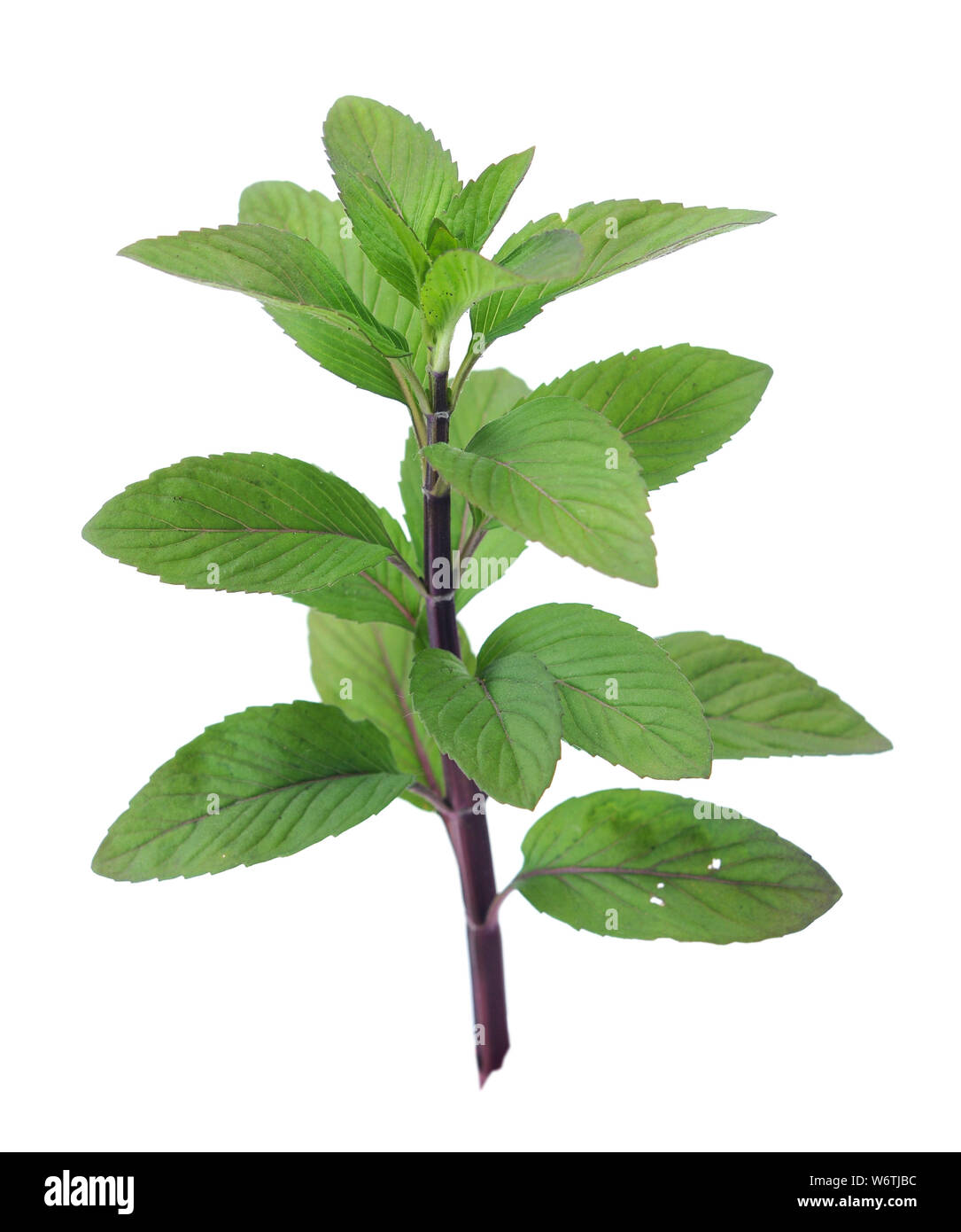 a branch of spicy mint isolated on white Stock Photo - Alamy