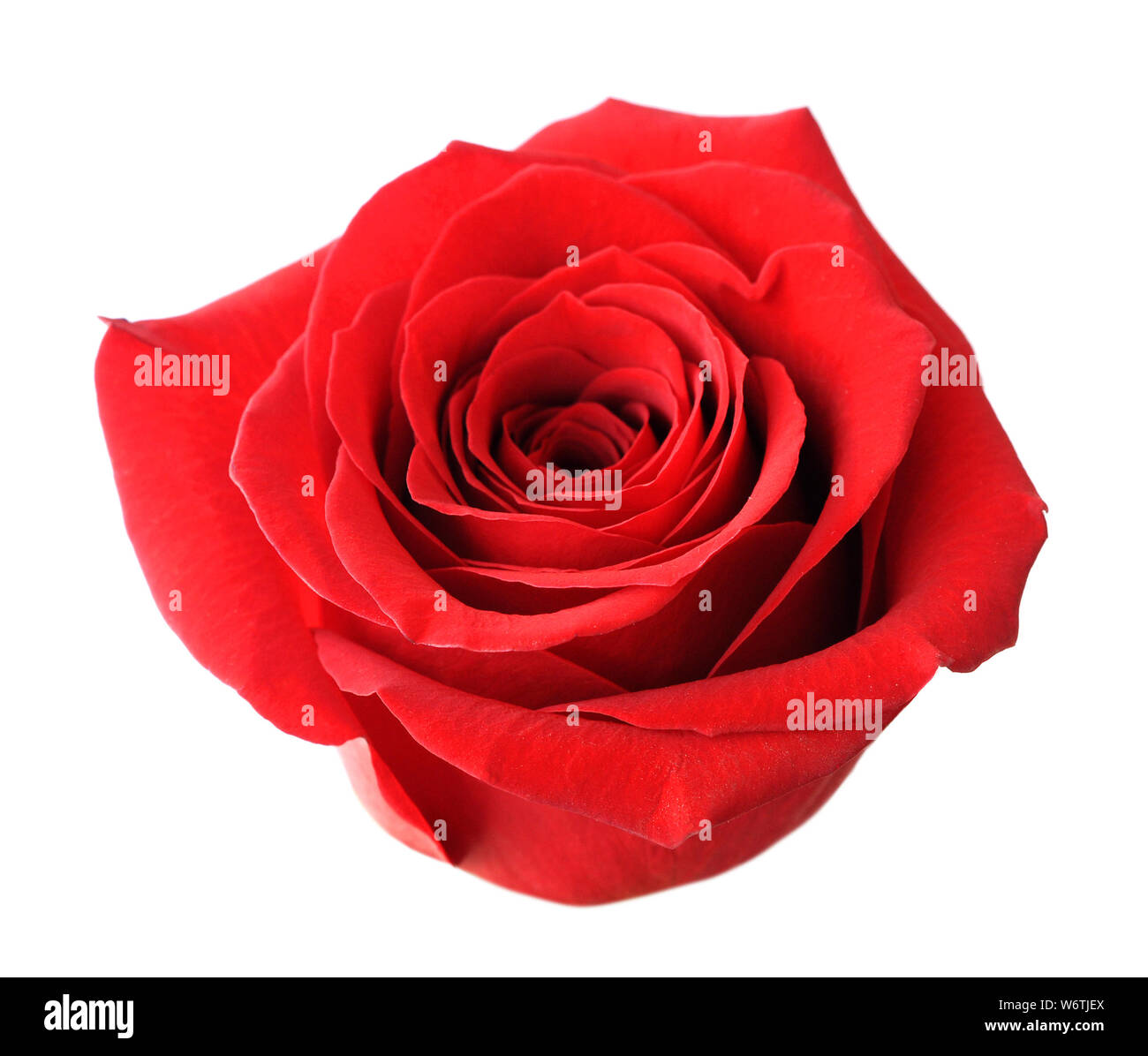 single red rose isolated on white background Stock Photo - Alamy