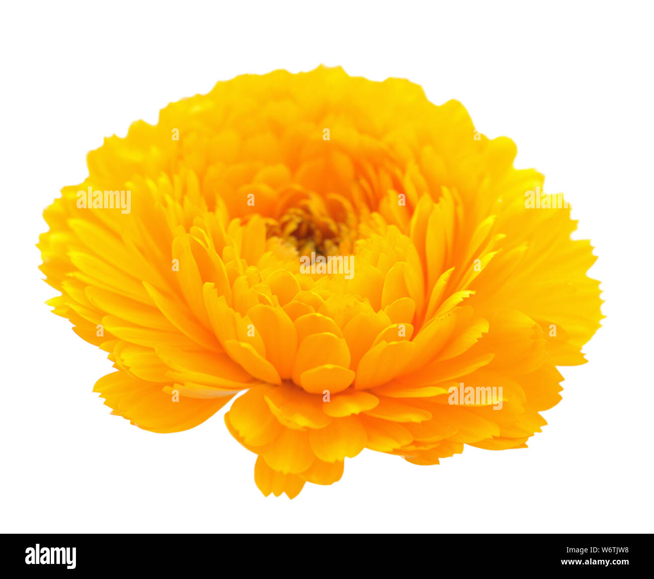 yellow calendula flower isolated on white background Stock Photo - Alamy