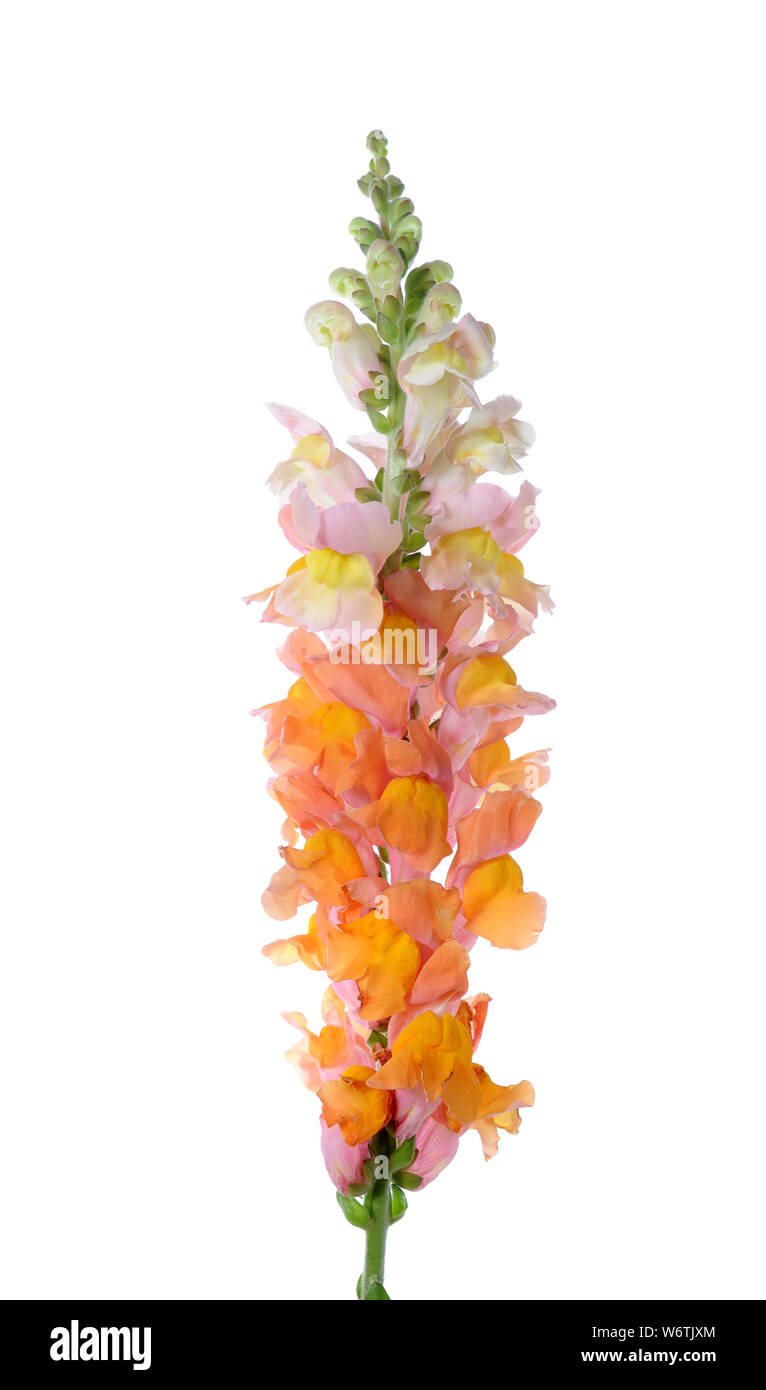 Orange Snapdragon