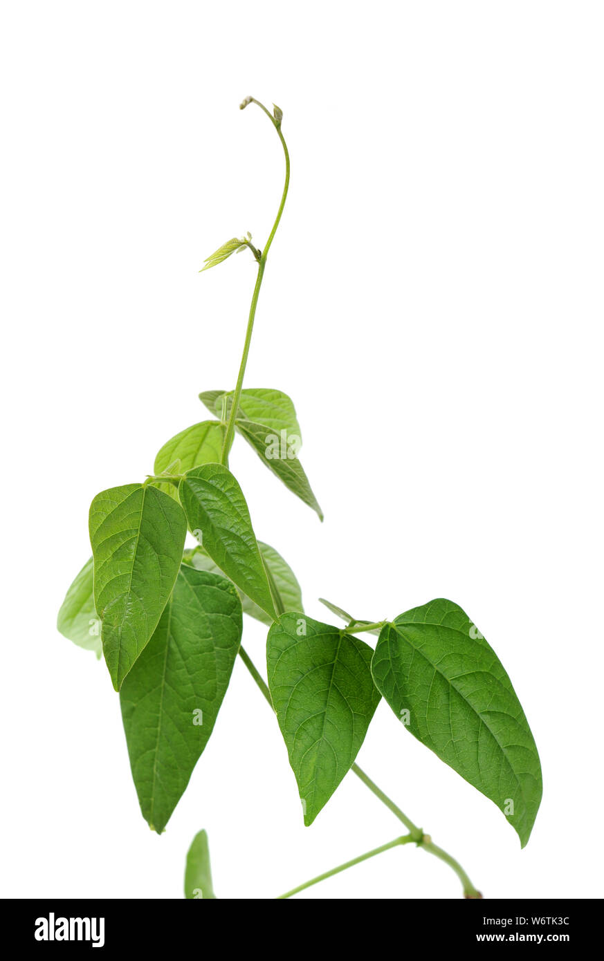 young bean tree isolated on white Stock Photo - Alamy