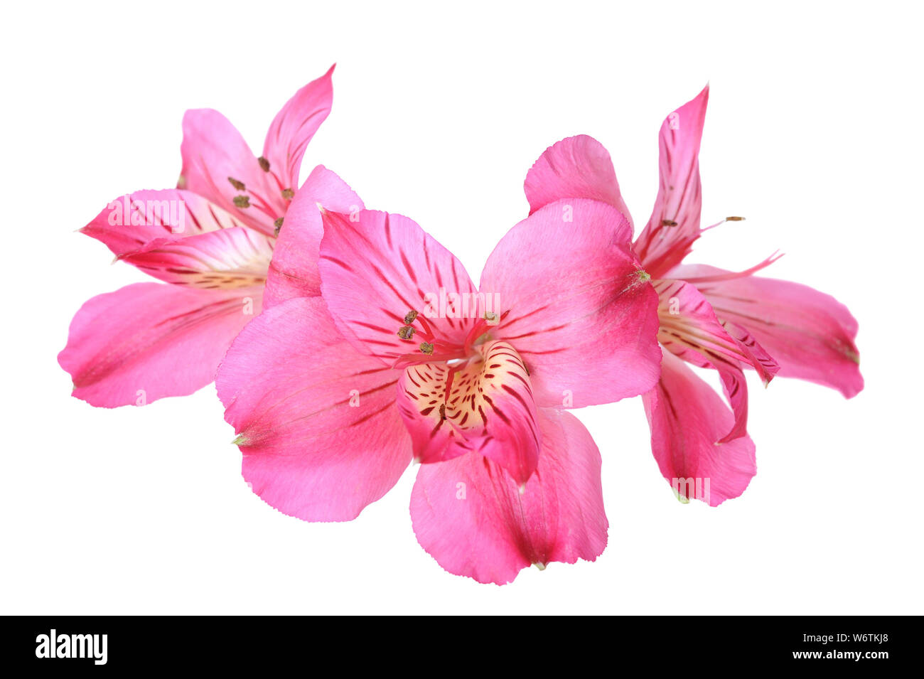 three pink alstro flowers isolated on white background Stock Photo - Alamy