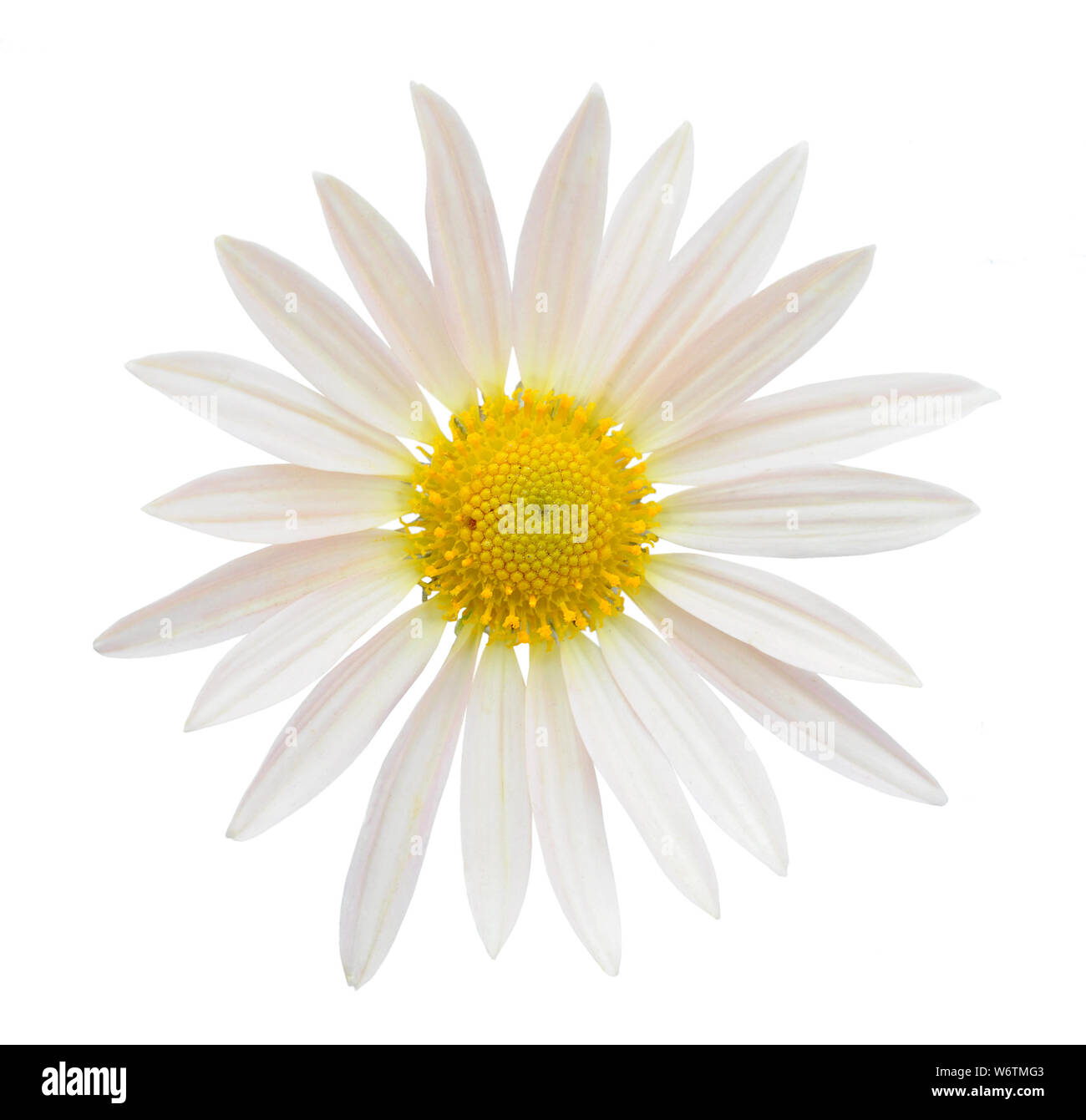 Crown Daisy (Aster Family) isolated on white background Stock Photo - Alamy