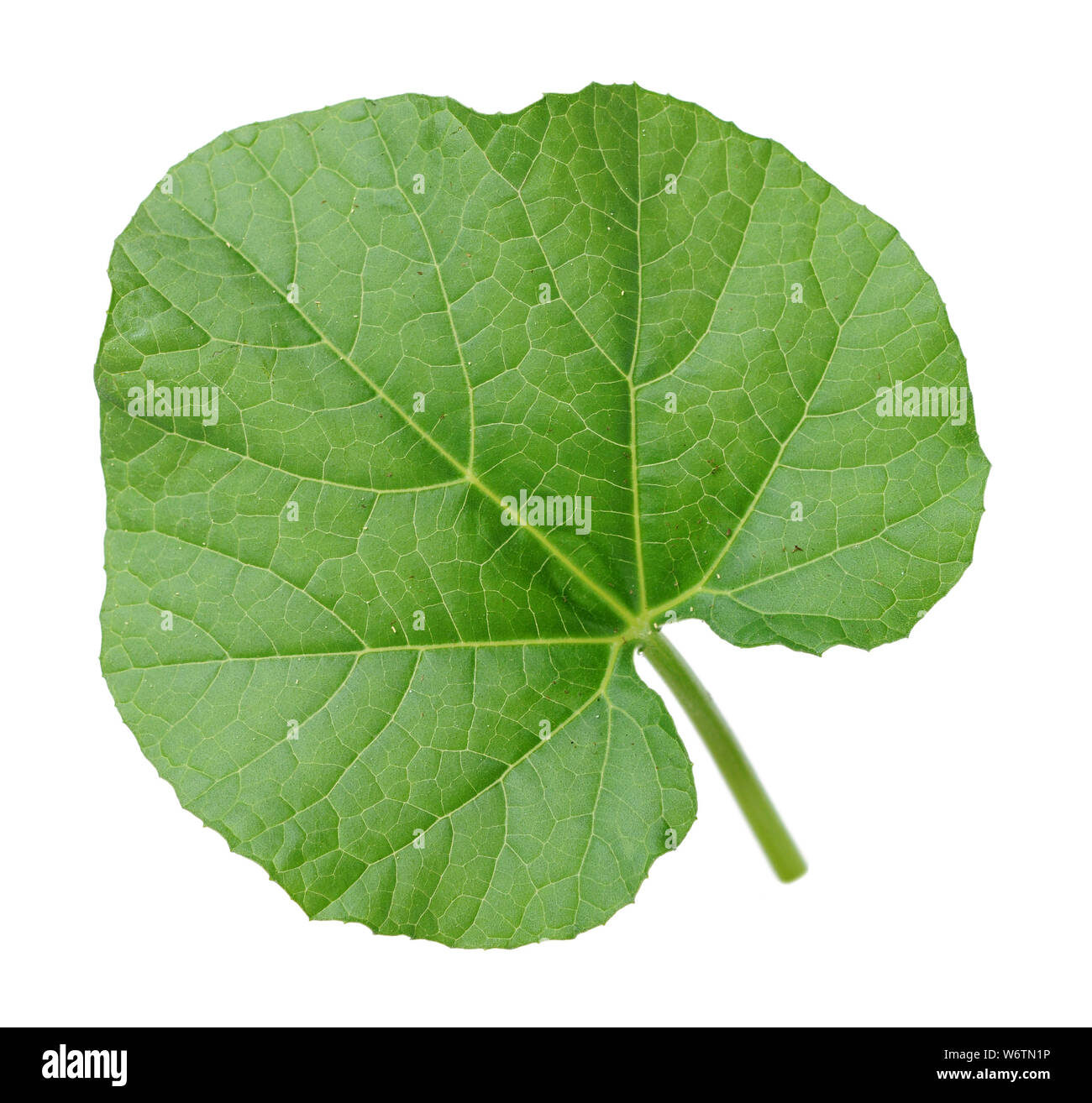 opo squash leaf isolated on white background (Cucurbitaceae family ...