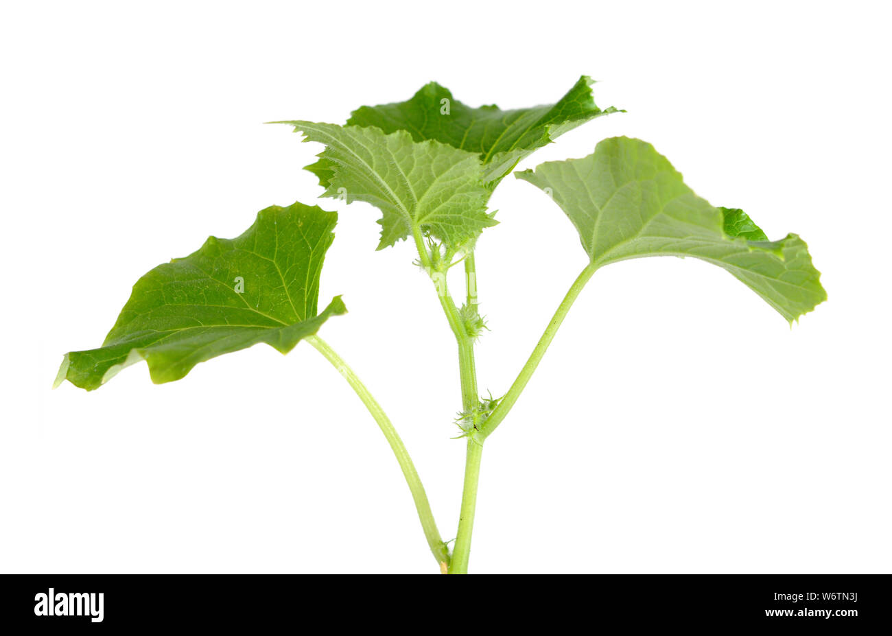 young opo squash tree isolated on white background (Cucurbitaceae ...