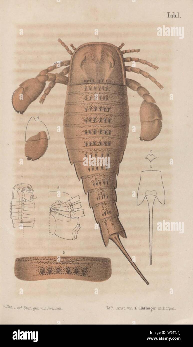 Remipede hi-res stock photography and images - Alamy