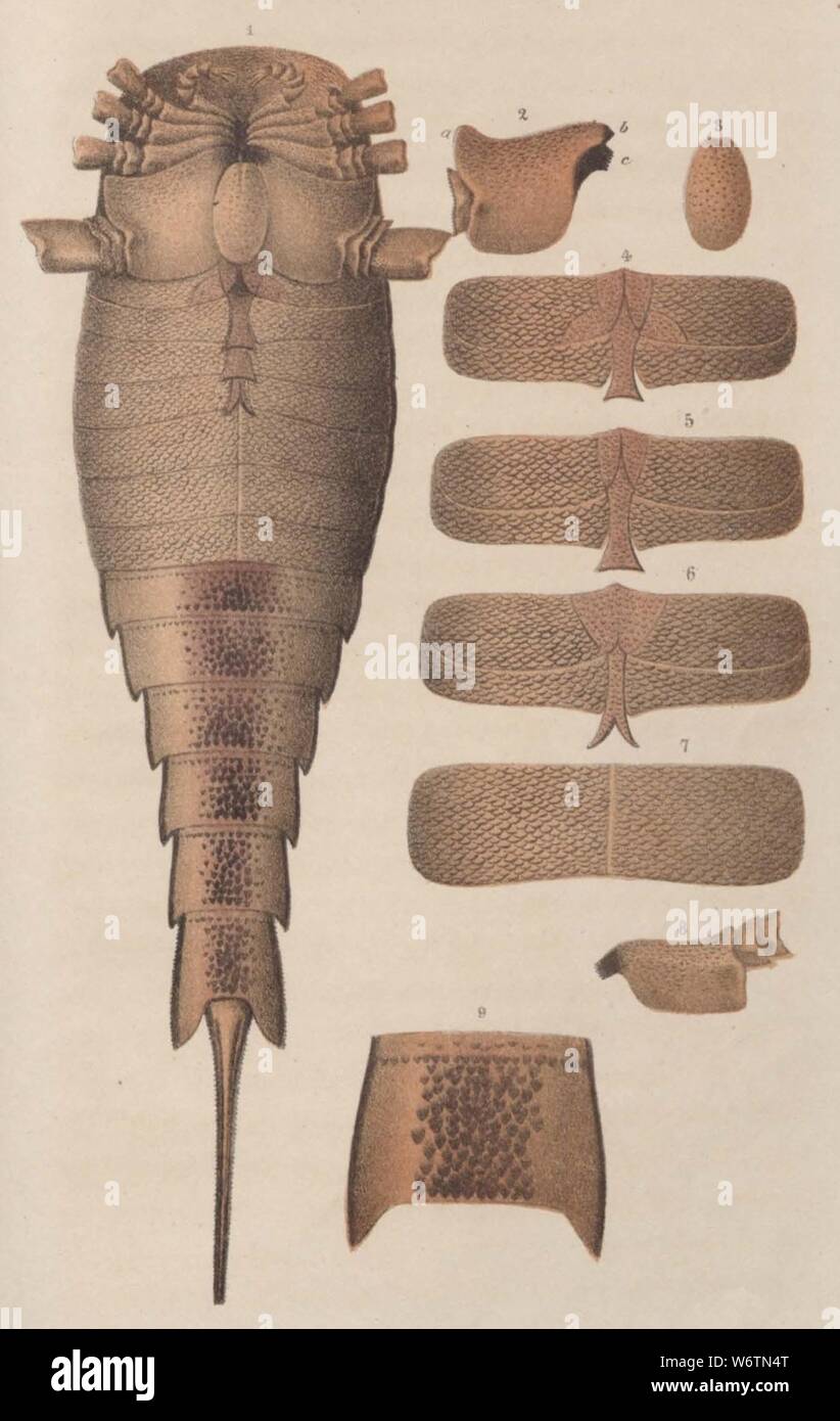 Remipede hi-res stock photography and images - Alamy