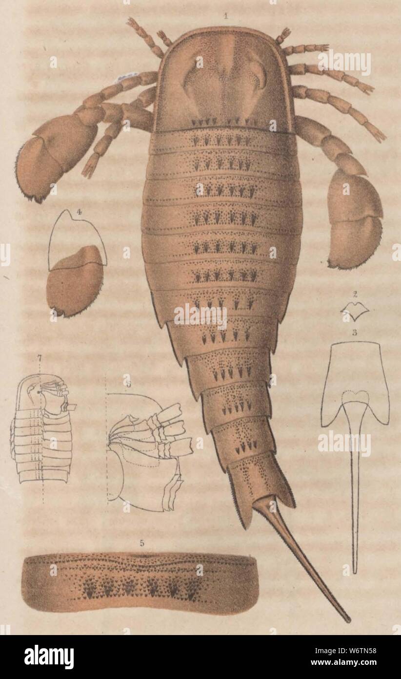 Remipede hi-res stock photography and images - Alamy