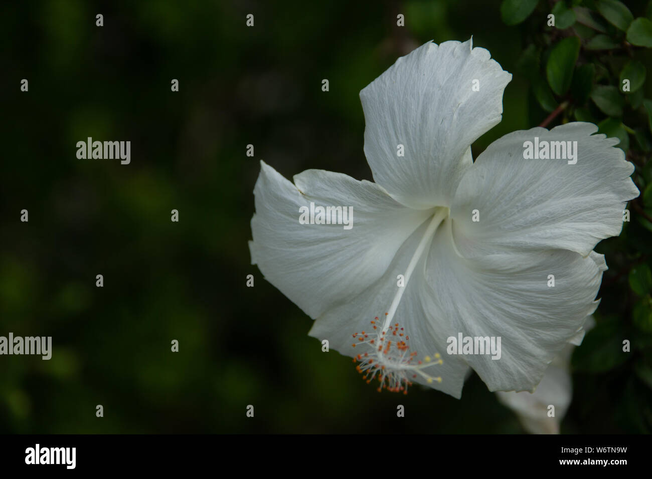 Hibiscus photography hi-res stock photography and images - Alamy