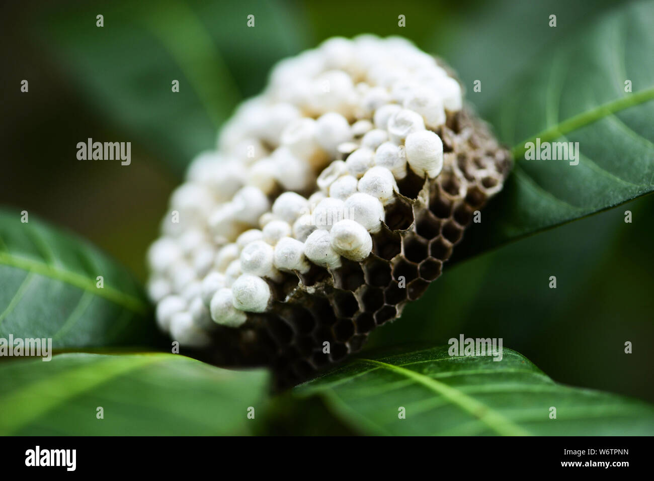 wasp nest on tree nature background or hornet nest on leaves with larva ...