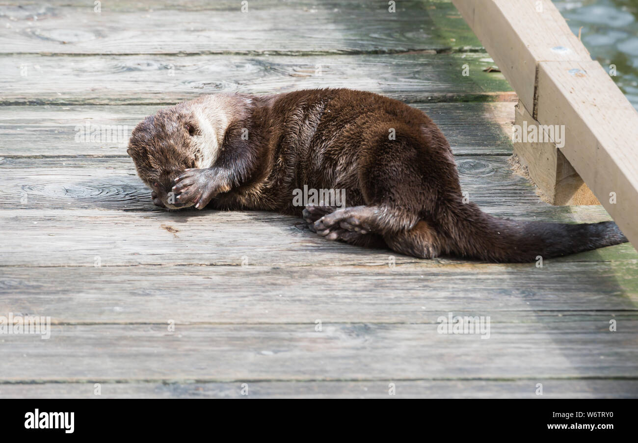 River otter on the beach Stock Photo - Alamy