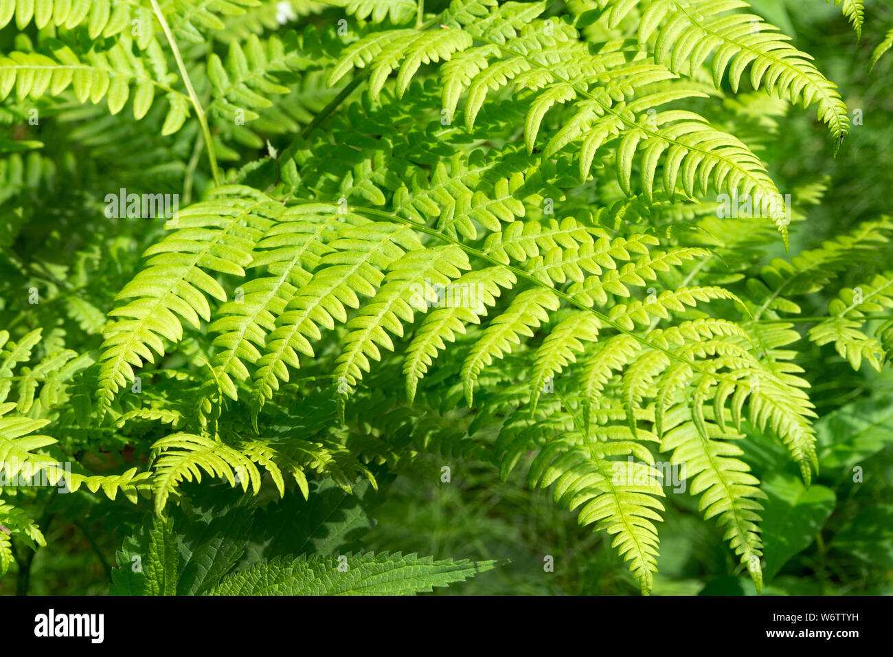 Beautyful ferns leaves green foliage natural floral fern background in ...