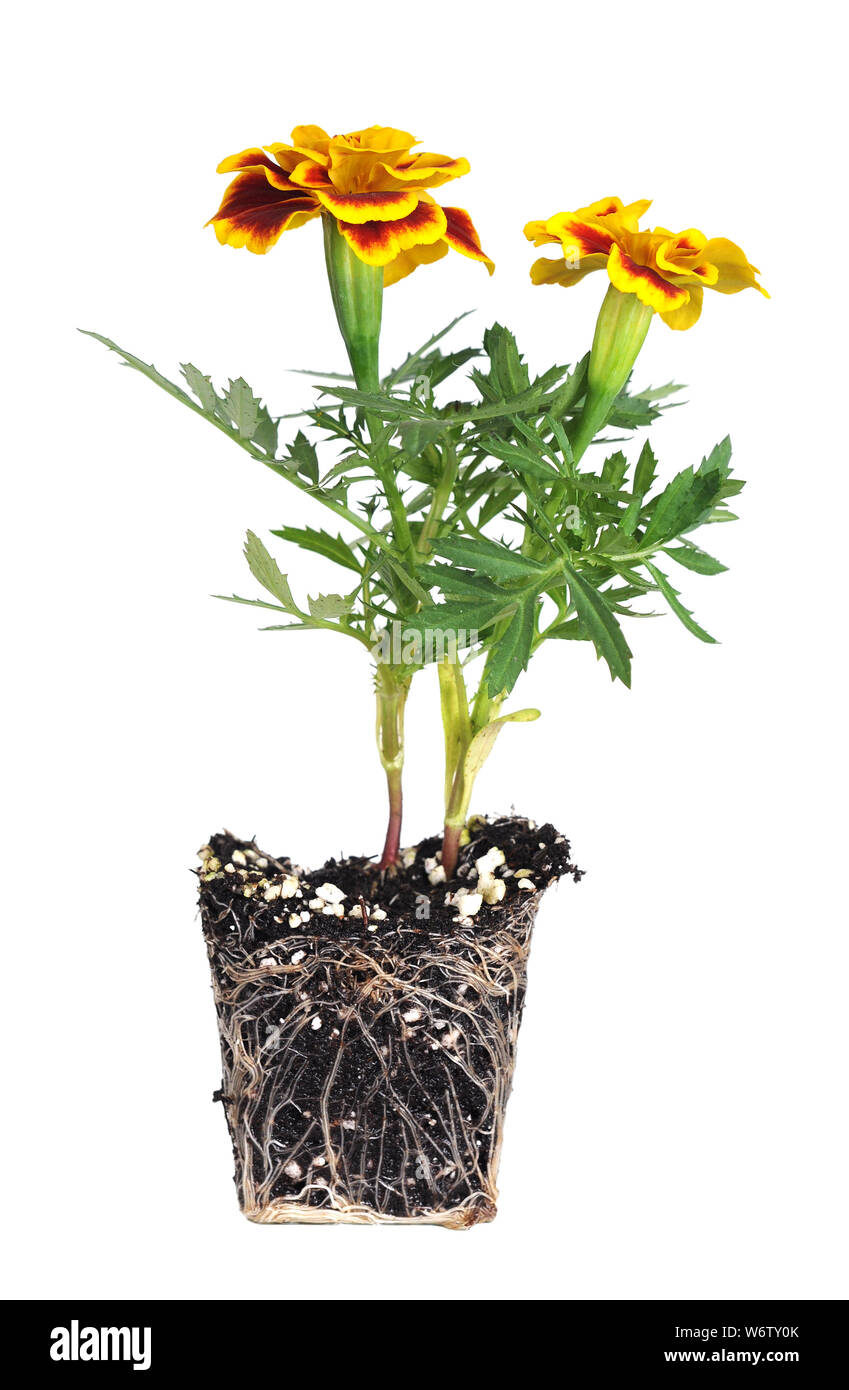 Orange pot marigold (Calendula officinalis) isolated on white Stock ...