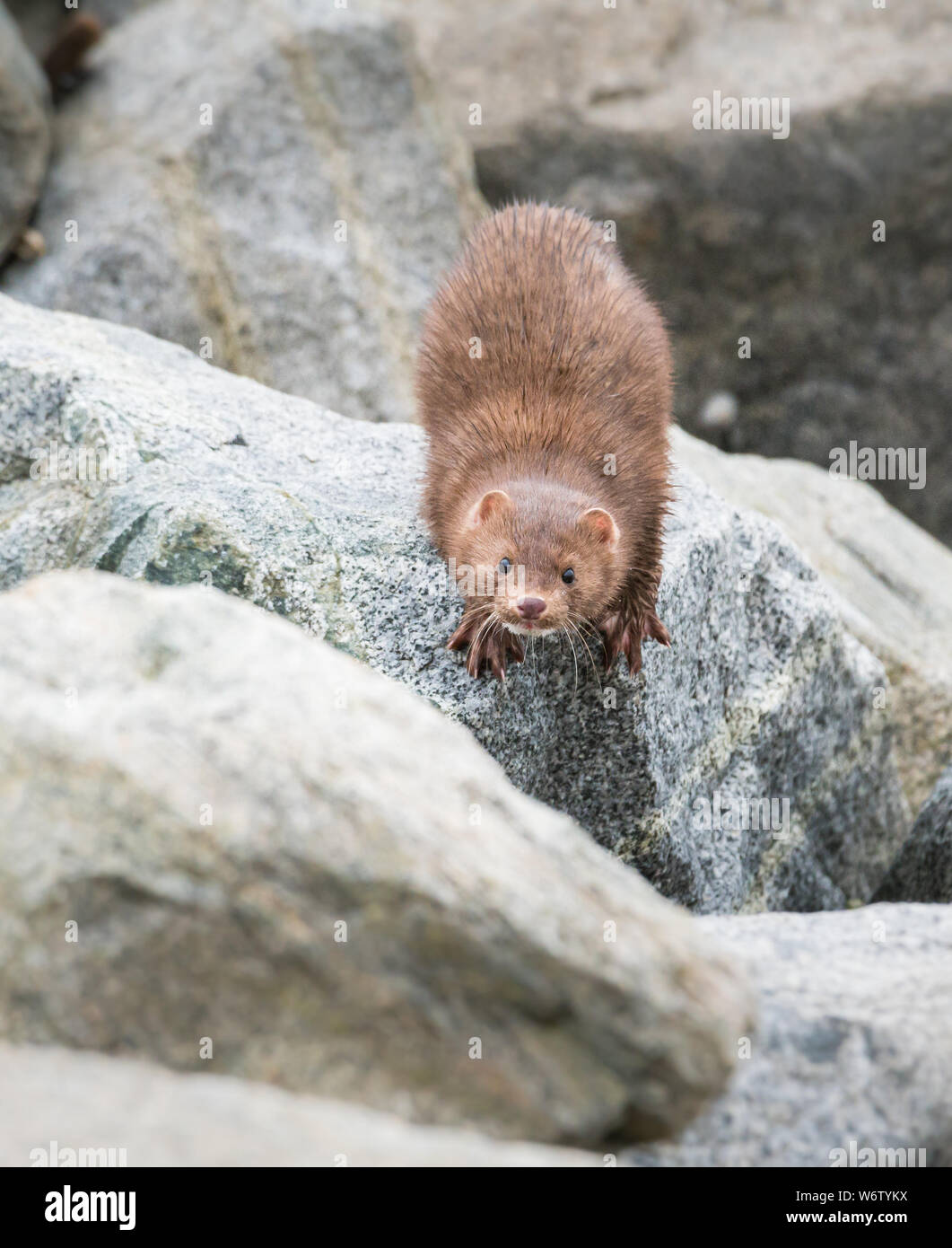 Mink on the beach Stock Photo - Alamy