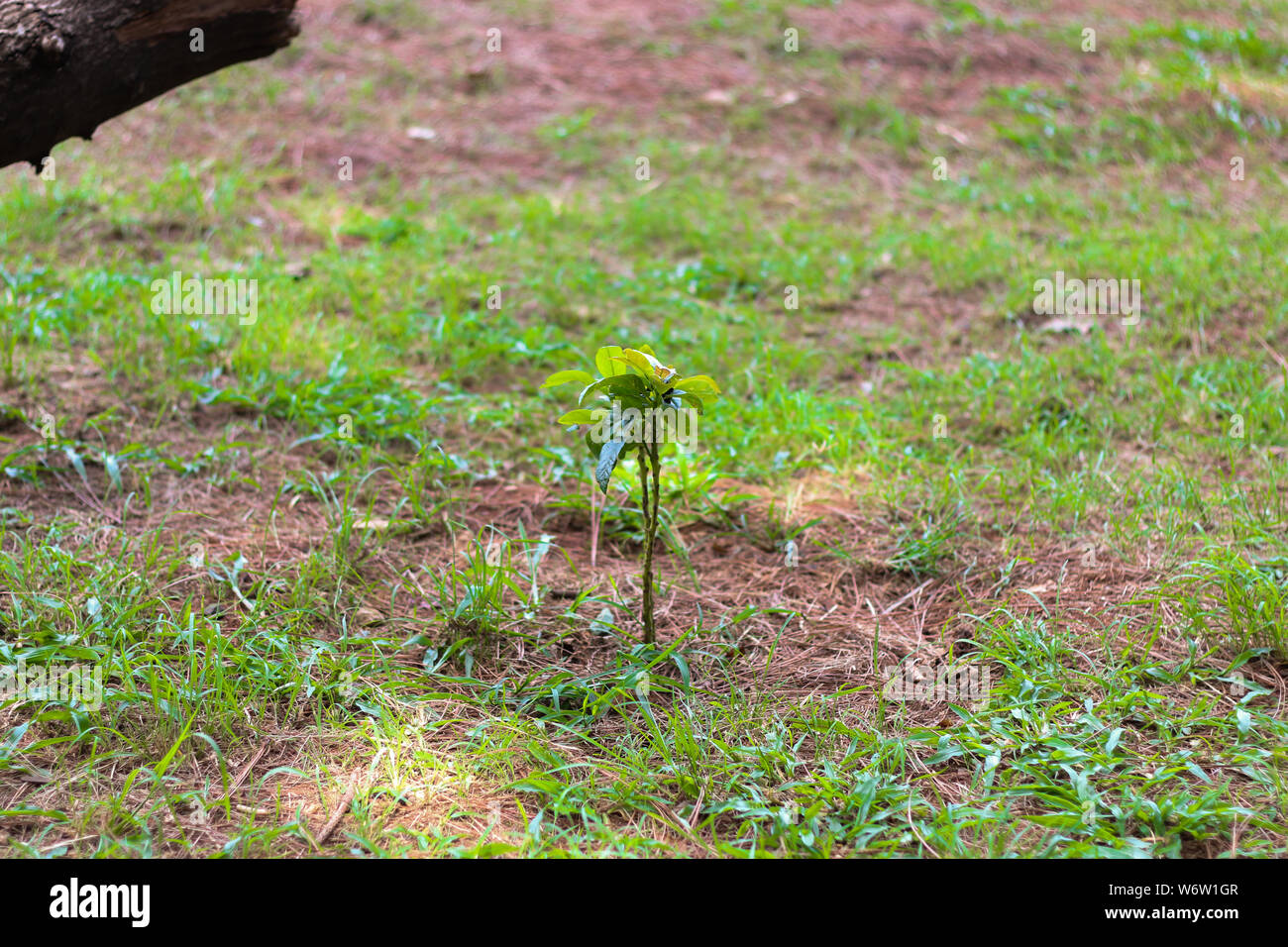 various food dishes, pizza, sphirra, snacks and various Stock Photo - Alamy