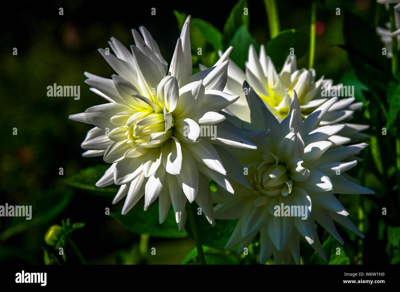 White dahlia flowers with dark background Stock Photo - Alamy