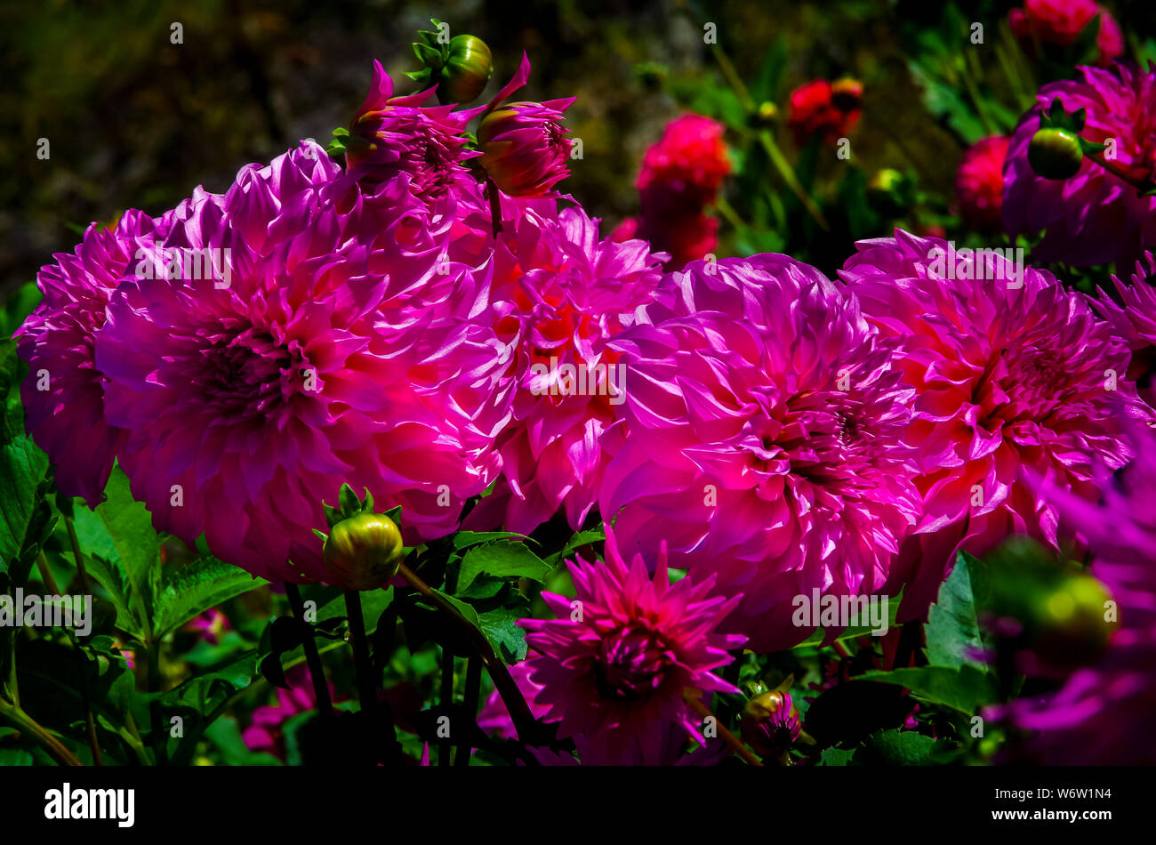 Intense color of nature hi-res stock photography and images - Alamy