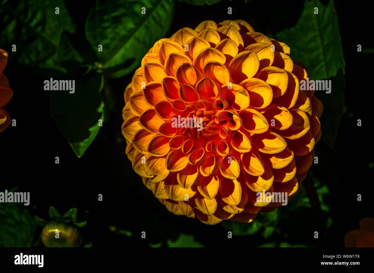 Intense colors dahlia flowers Stock Photo - Alamy