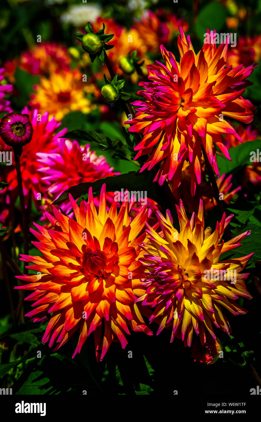 Intense colors dahlia flowers Stock Photo - Alamy