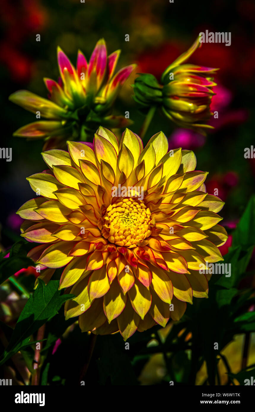 Dahlia colors hi-res stock photography and images - Alamy