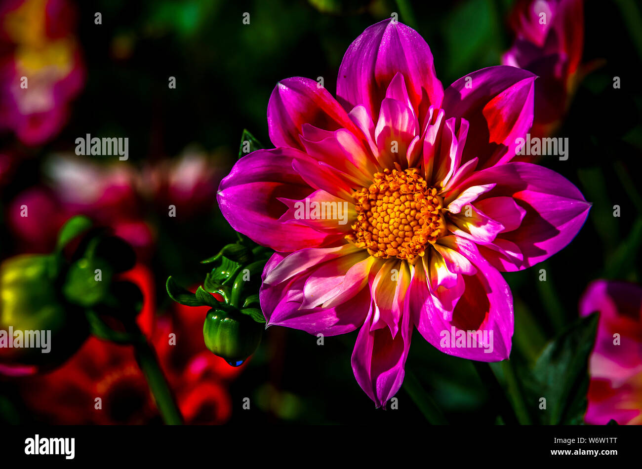 Intense green colors hi-res stock photography and images - Alamy
