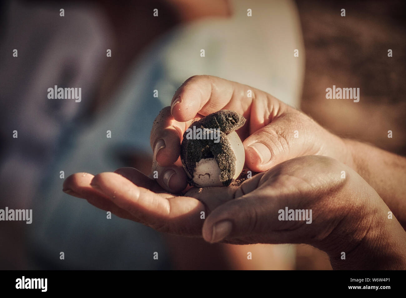 Baby sea turtle hatching egg hi-res stock photography and images - Alamy