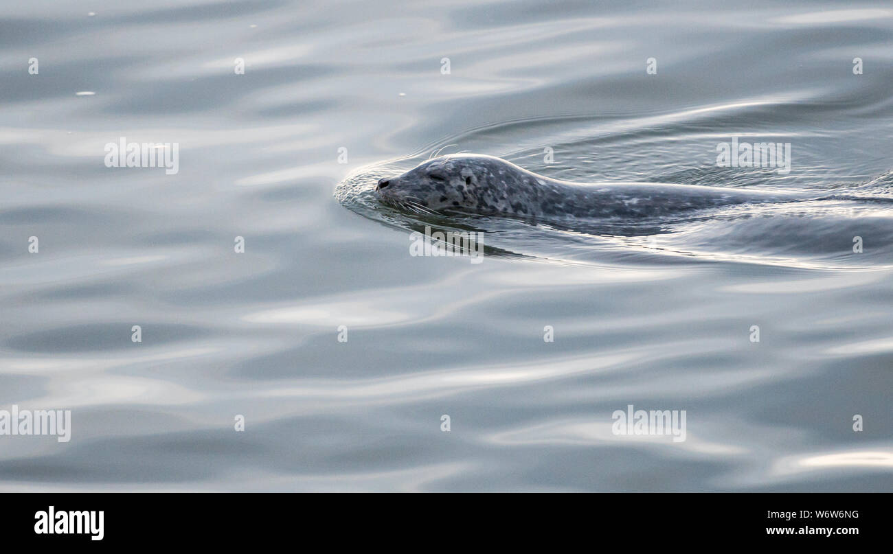 Harbour seal in the ocean Stock Photo - Alamy