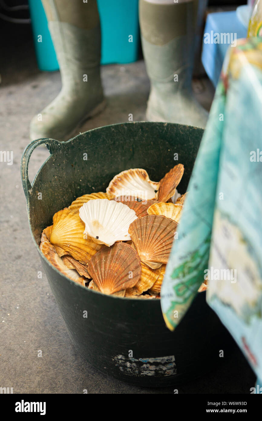 fresh scallops in a pot and cropped gumboots in the background Stock ...
