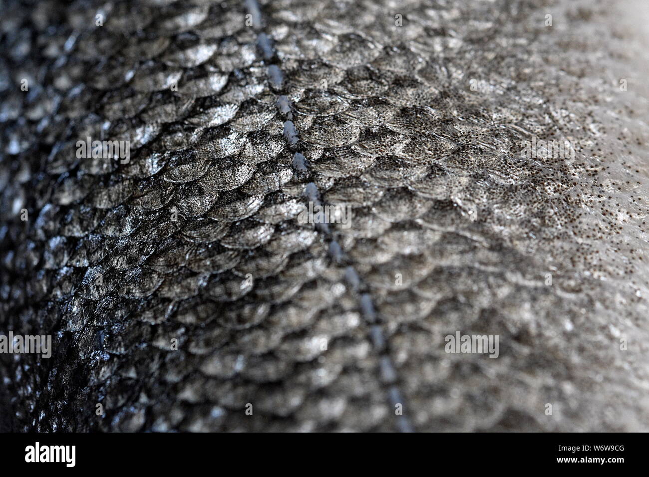 Macro texture of a silvery gray fish's skin with blue line. Shallow dof ...