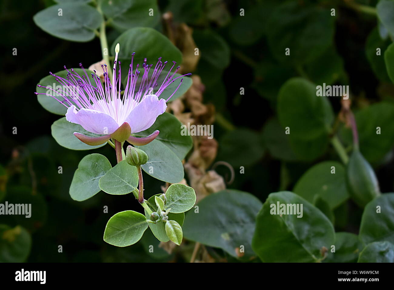 Delicate caper plant flower with white petals and stamen, and purple ...