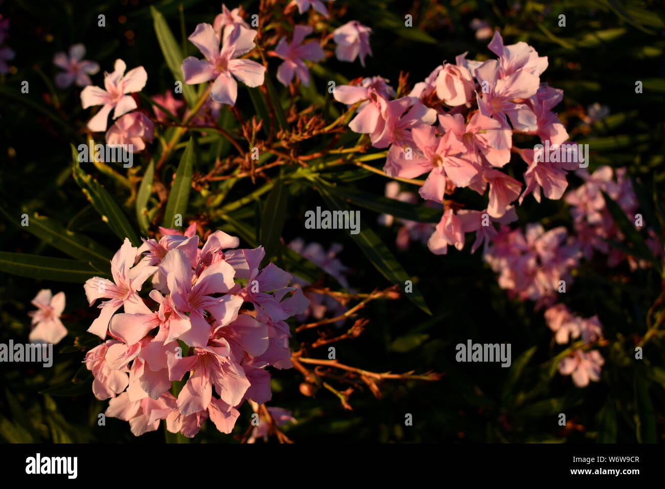 Toxic Nerium Oleander plant in bloom with pink flowers closeup Stock ...