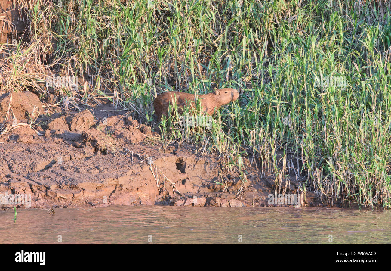 Capybara, the world's largest rodent, along the Tambopata River ...