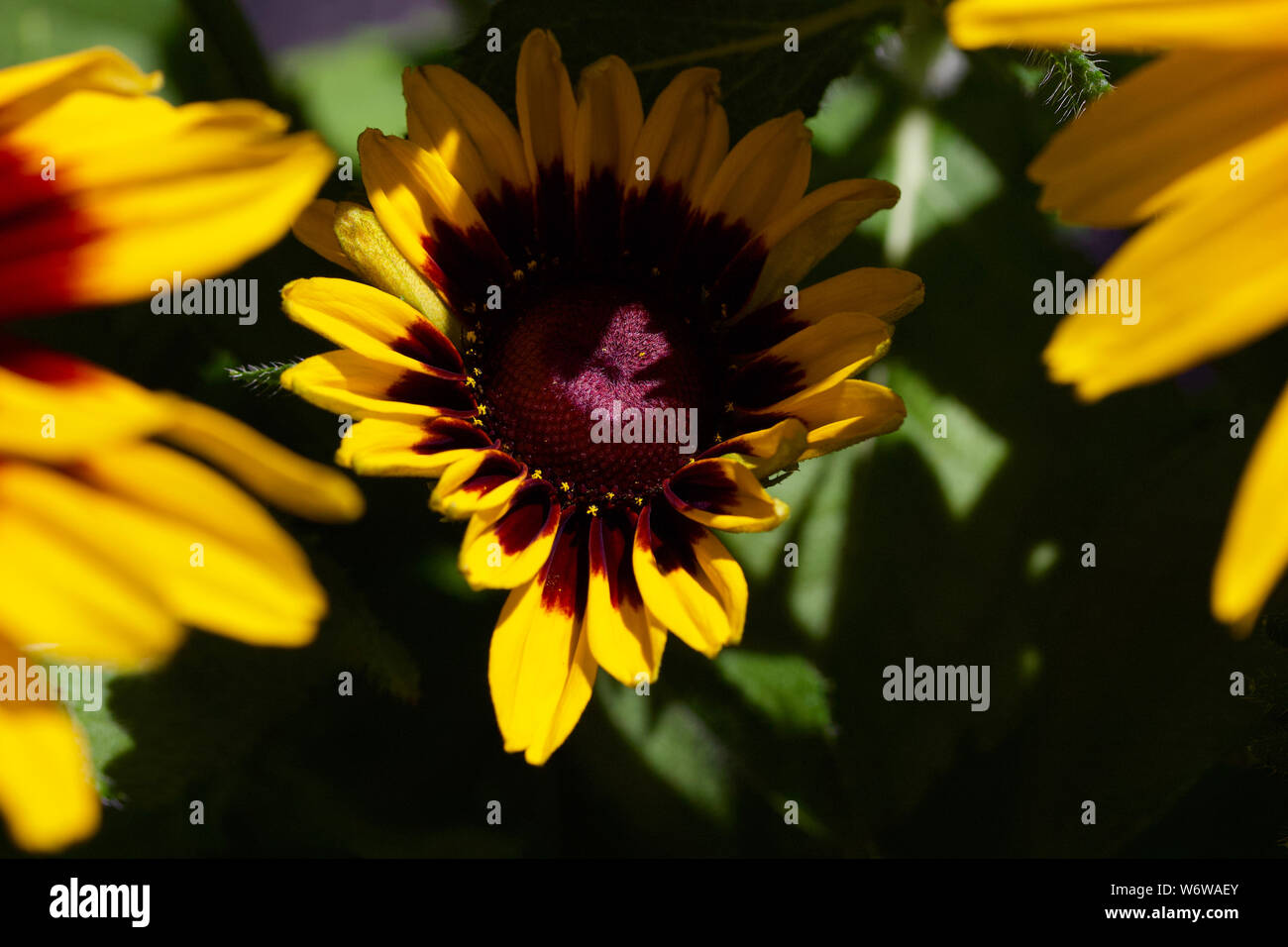 Red And Yellow Sunflowers High Resolution Stock Photography and Images ...