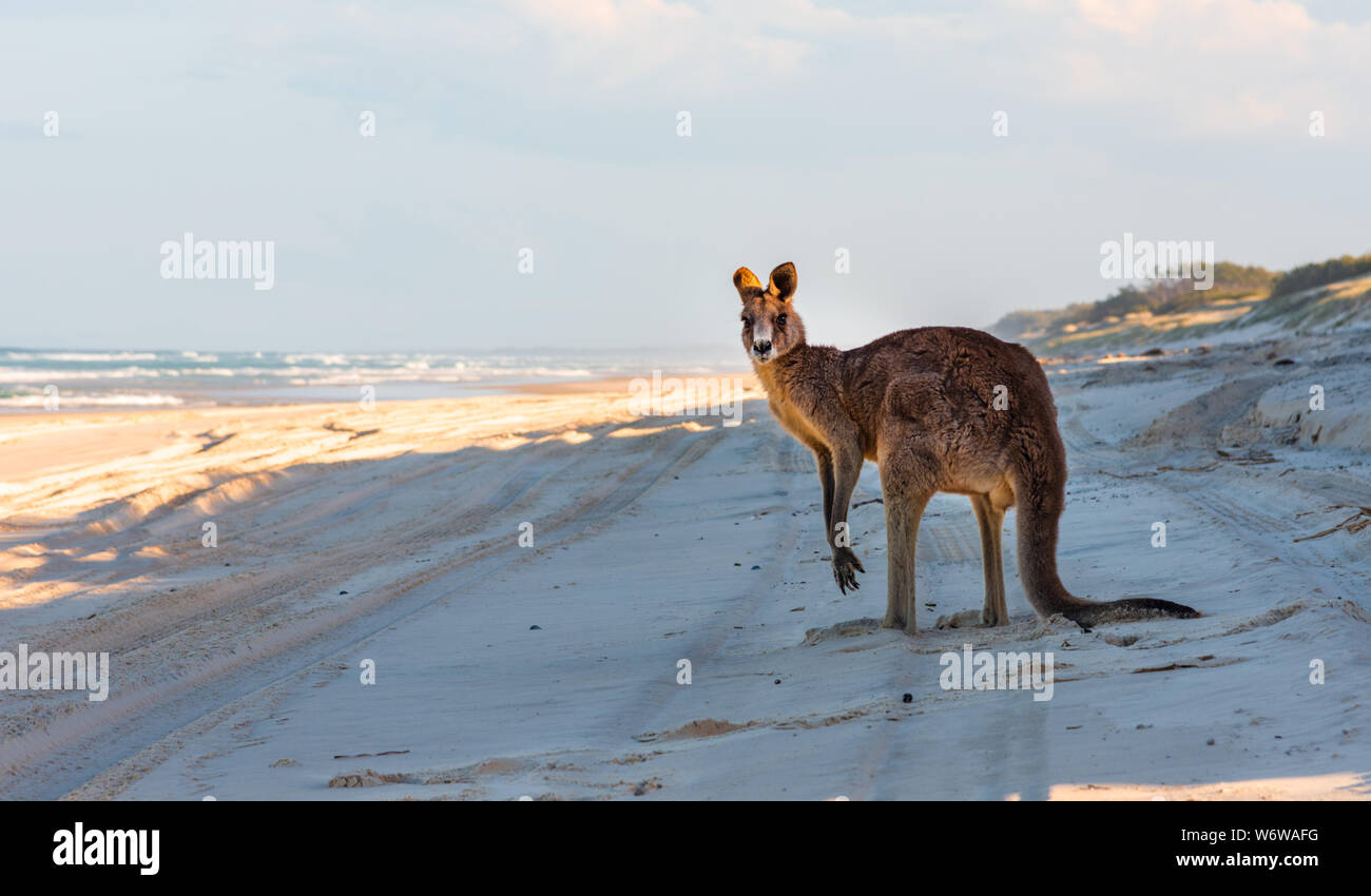 A Kangaroo on the Beach in Queensland Australia Stock Photo - Alamy