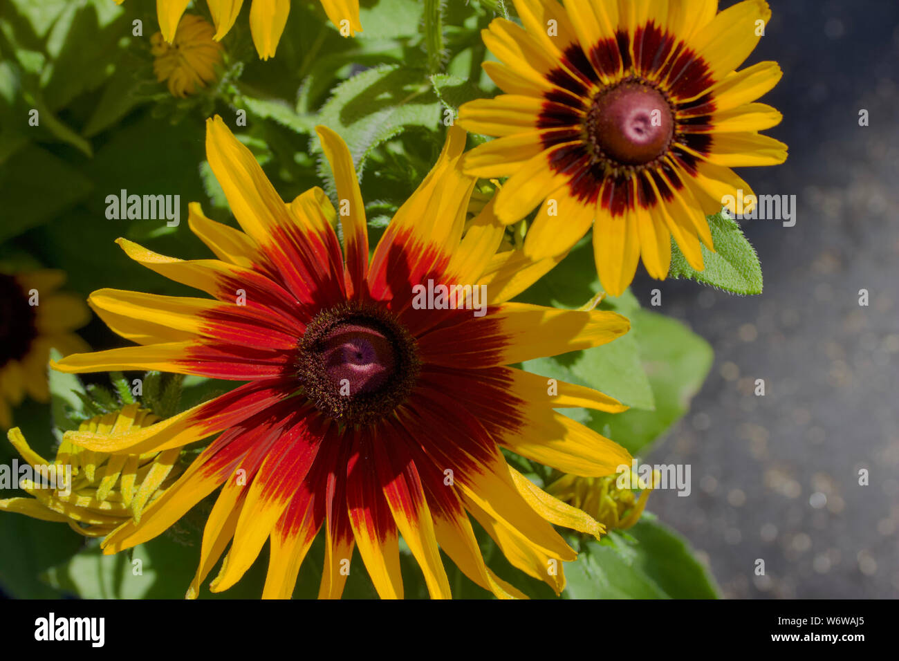 Red And Yellow Sunflowers High Resolution Stock Photography and Images ...