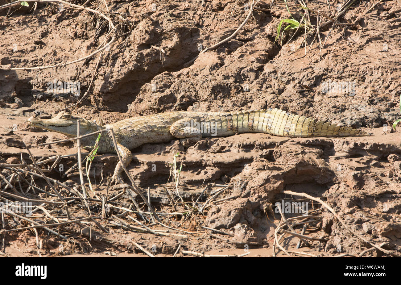 Juvenile spectacled caiman along the Tambopata River, Peruvian Amazon ...