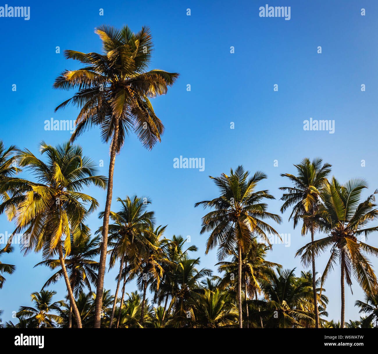 minimal of long coconut trees in palolem Goa Stock Photo - Alamy