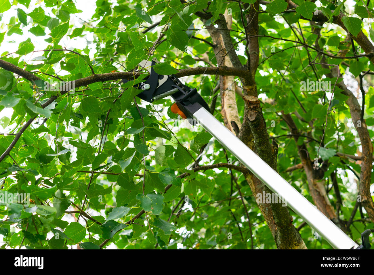 Seasonal pruning trees with pruning shears. Gardener pruning fruit ...